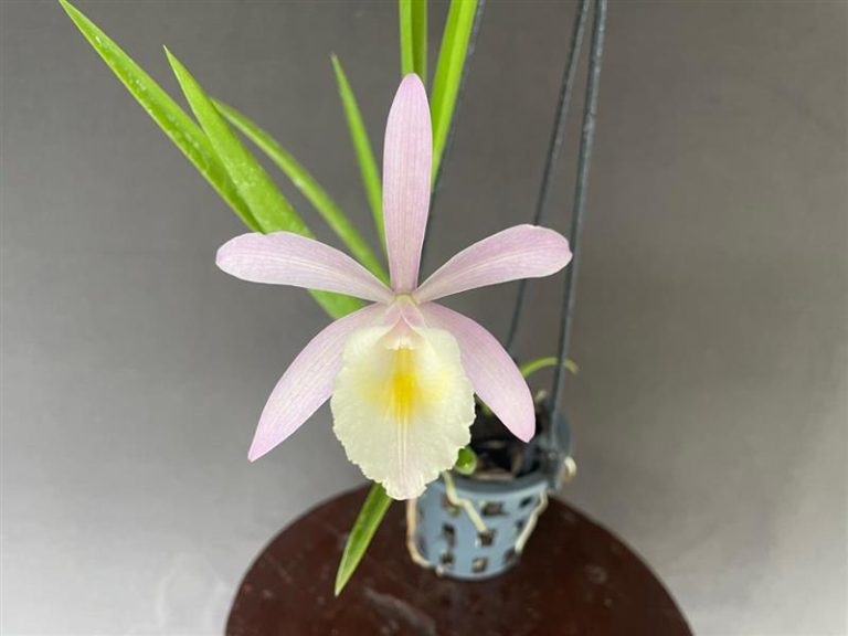 BRASSAVOLA perrini x C. harrisoniae – Seidel